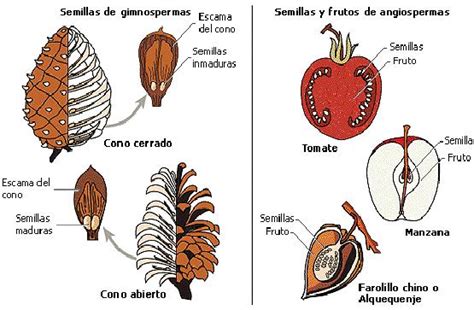 Diagrama De Venn Angiospermas Y Gimnospermas Ejemplos De Pla