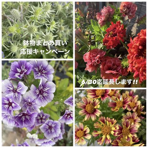 【期間延長】鉢物まとめ買い応援キャンペーン 6月末まで｜花処はなり 水戸花屋 水戸市平須町 生花アレンジ 花束 ウエディング 古道具