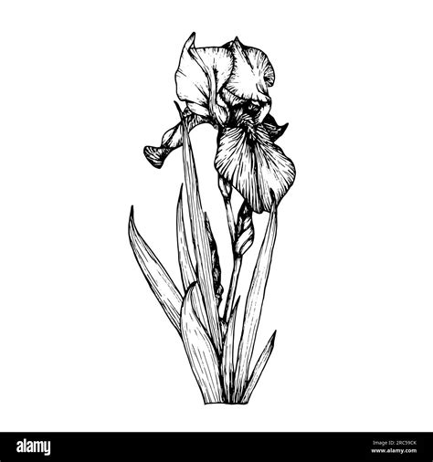 Botanical Line Flower Iris Vector Illustration Hand Drawn Irises