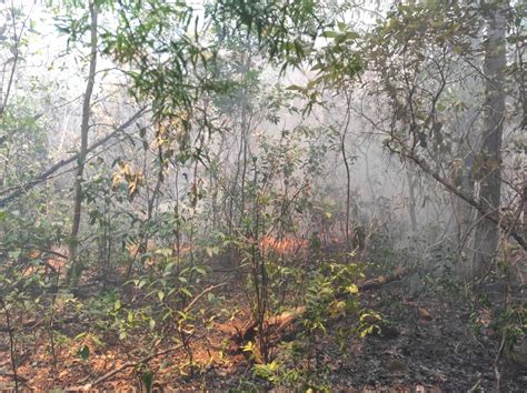 Incendio Consume Alrededor De 50 Hectáreas En Reserva Forestal En