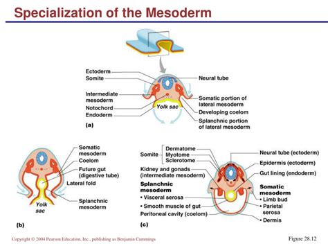 Ppt Pregnancy And Human Development Powerpoint Presentation Free