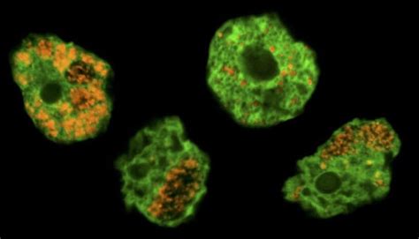 Chlamydiae Known As Bacterial Pathogens Of Humans ‘have Been