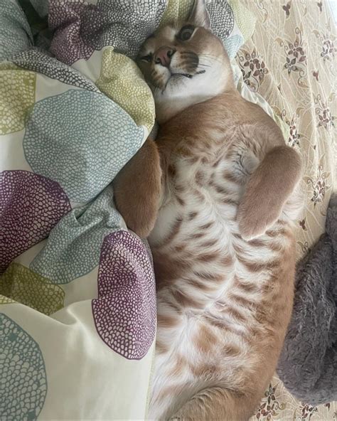 Floppas For Today Rfloppa