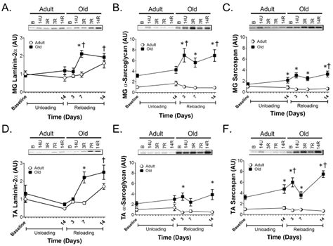 Dystrophin Associated Glycoprotein Dgc Complex Protein Levels In