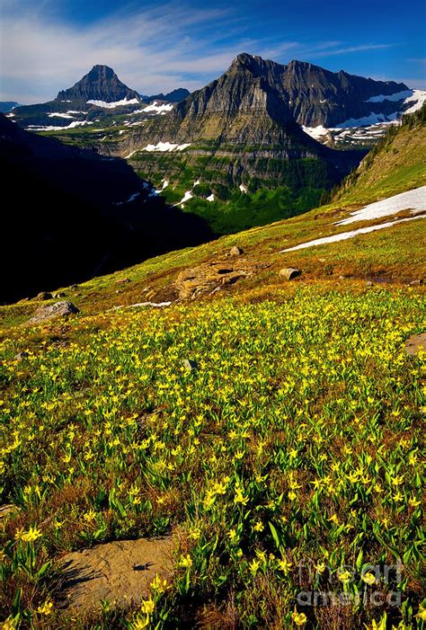 Glacier Lilies Photograph By Aaron Whittemore Fine Art America