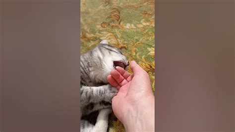 ЛЕНОЧКА ЦАРАПКА 😻😺 Youtube
