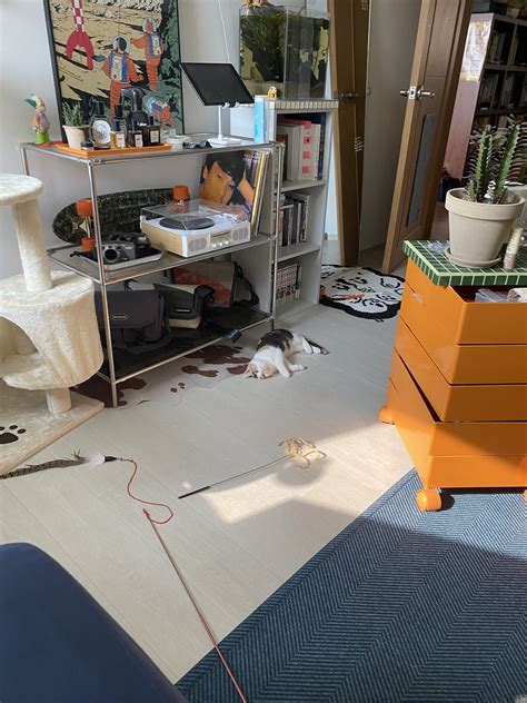 MAYO on Twitter 오늘 일어나자마자 이러고 눈마주침 https t co vqaiRcRyfe Twitter