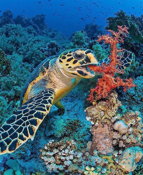 A Hawksbill Sea Turtle Snacking On Some Soft Coral 🐢 Didyouknow Hawksbill Sea Turtles Get Their