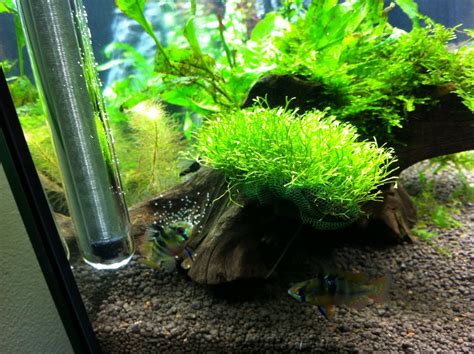 What Sex Are These Rams The Planted Tank Forum