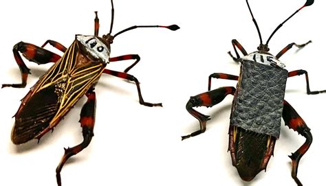 Watch Bug Fight Club Clarifies Evolution Of Natural Weapons Futurity