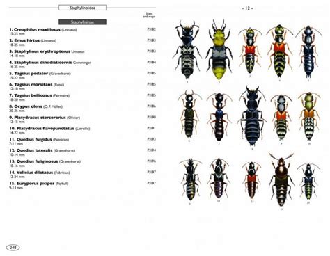 Beetles Of Europe Volume 2 Nhbs Field Guides And Natural History