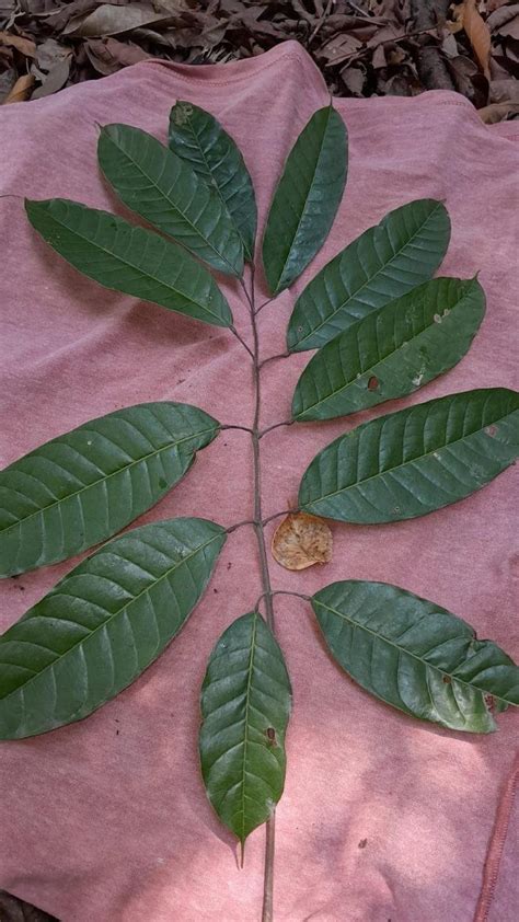 Protium Sp De Colombia — Bellamy Trees