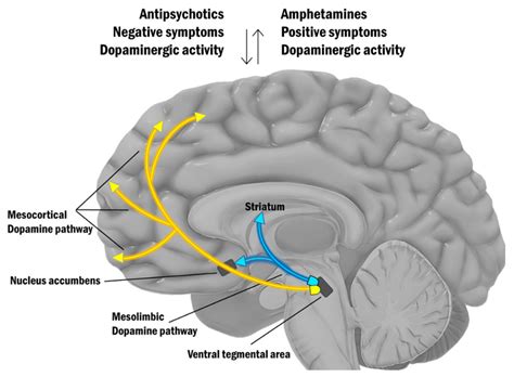Schizophrenia Brain Activity