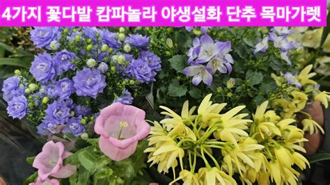 4가지캄파놀라 2가지외목마가렛 긴기아난 신비디움 설화 Youtube
