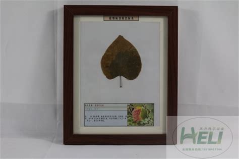 植物病害原色标本紫荆叶枯病园林花卉病害教学标本 新乡市禾力教学设备有限公司