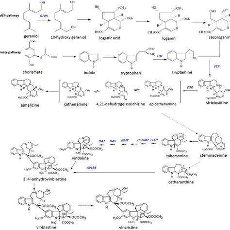 Pdf Biosynthesis And Regulation Of Terpenoid Indole Alkaloids In