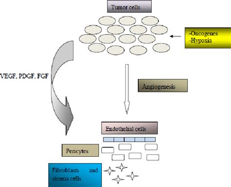 Figure 1 From Angiogenesis Related Pathways In The Pathogenesis Of