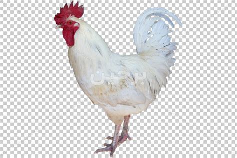 عکس بدون زمینه و مناسب طراحی خروس سفید بُرچین تصاویر دوربری شده، فایل های آماده، عکس Png