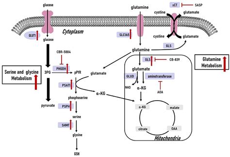 Frontiers Metabolic Reprogramming In Triple Negative Breast Cancer