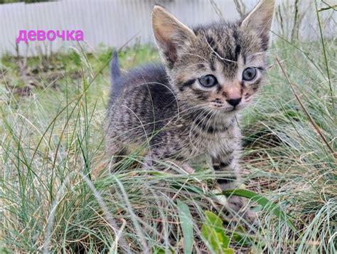 Привезём в Красный луч - Антрацит Отдам котят в добрые руки котятам 1 ...