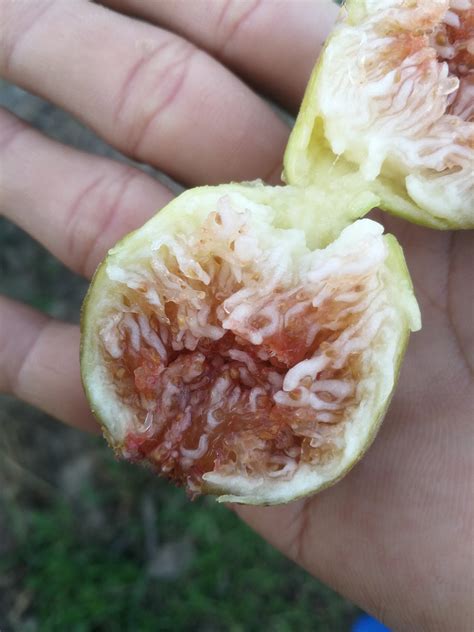 ลูกแรกของ สวนมะเดื่อฝรั่ง คุณรุจน์ อ บางระจัน จ สิงห์บุรี