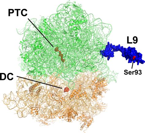 L9 On The Ribosome A Crystal Structure Of The E Coli Ribosome Is