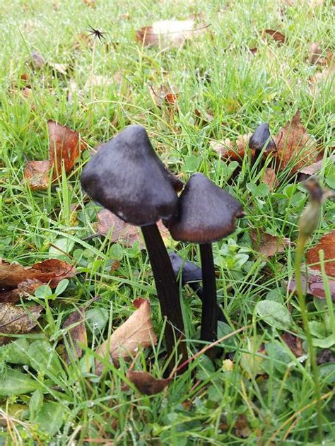 Englishman S Gallery Shroomery Message Board