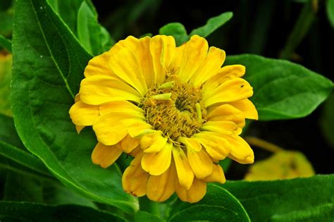 百日草 花 黄色 Pixabay上的免费照片 Pixabay