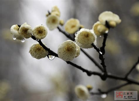 立春至 梅花开