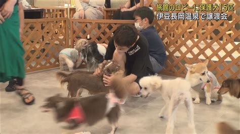 「ペットショップで買うよりは」 命を失いかけた保護犬の譲渡会 静岡・伊豆の国市 Youtube