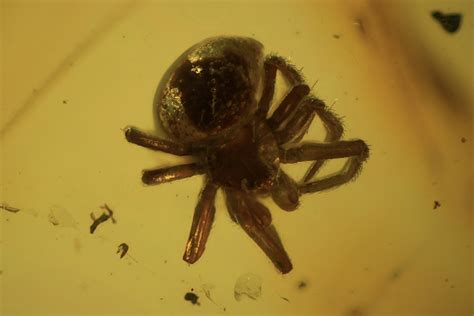 Fossil Spider Aranea In Baltic Amber 105462 For Sale