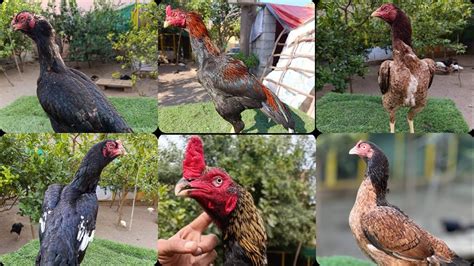 Desi Aseel Murga Murgi Aseel Murgi Palan Aseel Murgi Farm Ali