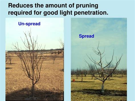 PPT The Science Of Fruit Tree Pruning And Training PowerPoint Presentation ID 5415770