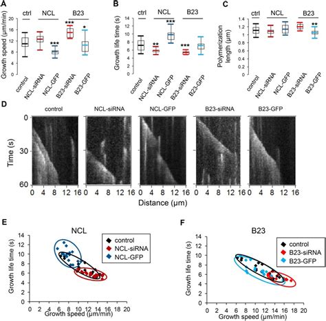 Expression Of Nucleolin Affects Microtubule Dynamics Pmc