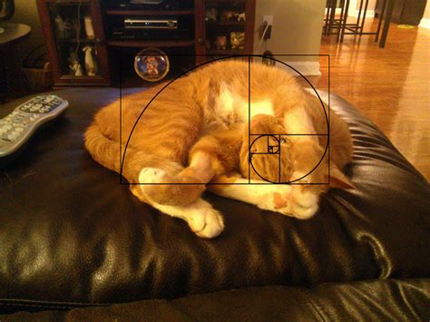 21 Cats Matching Up With The Fibonacci Sequence Proves That Cats Are