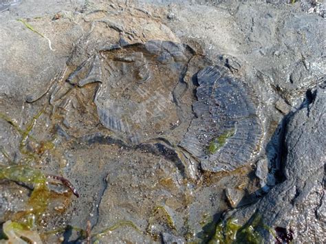 Scottish Fossil Code And Guidance Naturescot