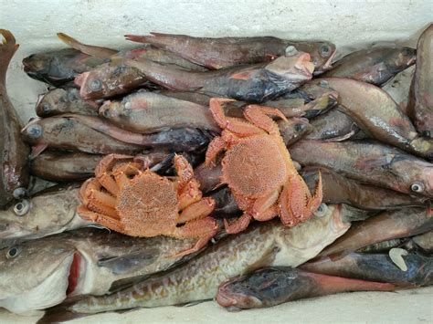 岩手県12月から毛ガニ解禁で 漁師の徒然なるブログ