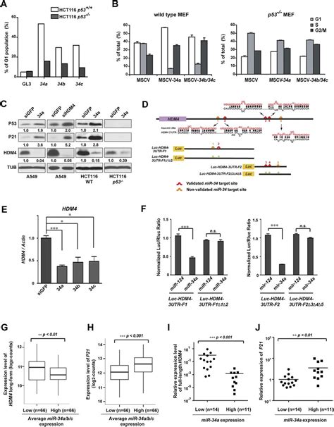 A Positive Feedback Between P53 And Mir 34 Mirnas Mediates Tumor