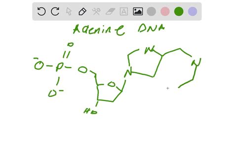Solved Describe The Structure Of A Nucleotide Draw An Example Of A Nucleotide Below And Label