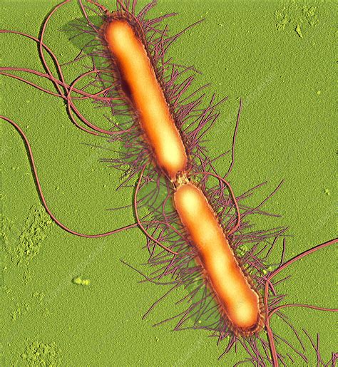 Proteus Vulgaris Bacteria Sem Stock Image B220 1726 Science