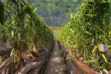 Vanilla Season In Tahiti Rove Me