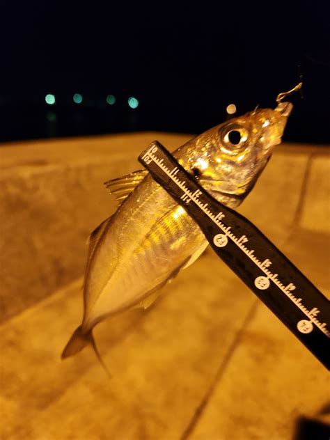レン坊 さんの 2023年04月04日のアジの釣り・釣果情報静岡県 駿河湾 アングラーズ 釣果500万件の魚釣り情報サイト