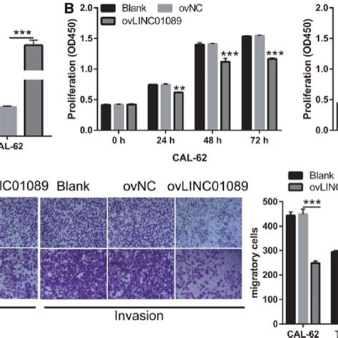 Linc01089 Inhibits Proliferation Migration And Invasion Capacity Of