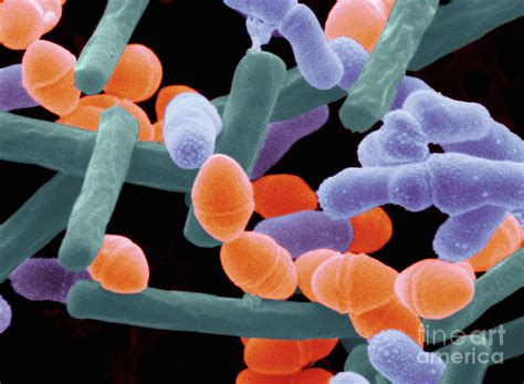 Yogurt Bacteria Photograph By Scimat Fine Art America