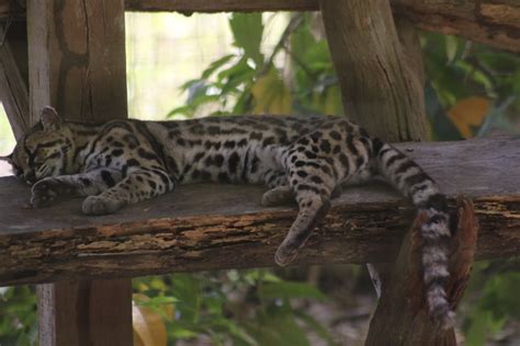 Le Zoo De Guyane A La Croisée Des Chemins Guyane Francaise And Tour