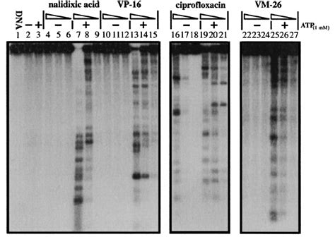Atp Stimulates Gyrase Mediated Dna Cleavage In The Presence Of