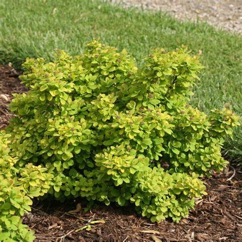 Glow Girl® Spirea Wilson Nurseries