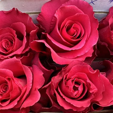 Rosa Jacaranda Dp Flowers