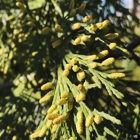 Incense Cedar Gardenplantemporium