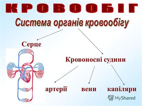 Презентация на тему Система кровообігу це серцево судинна система